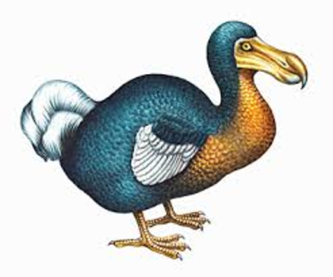 Isolated Sightings of the Extinct Dodo Bird Have Spartans Concerned ...