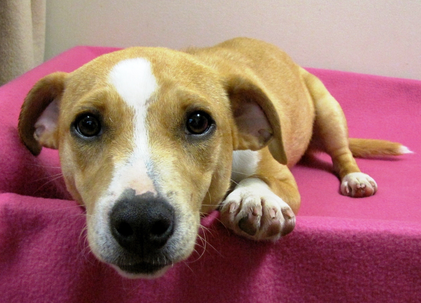 Dog of the Week – Help Gidget find her Forever Home - News - TAPinto