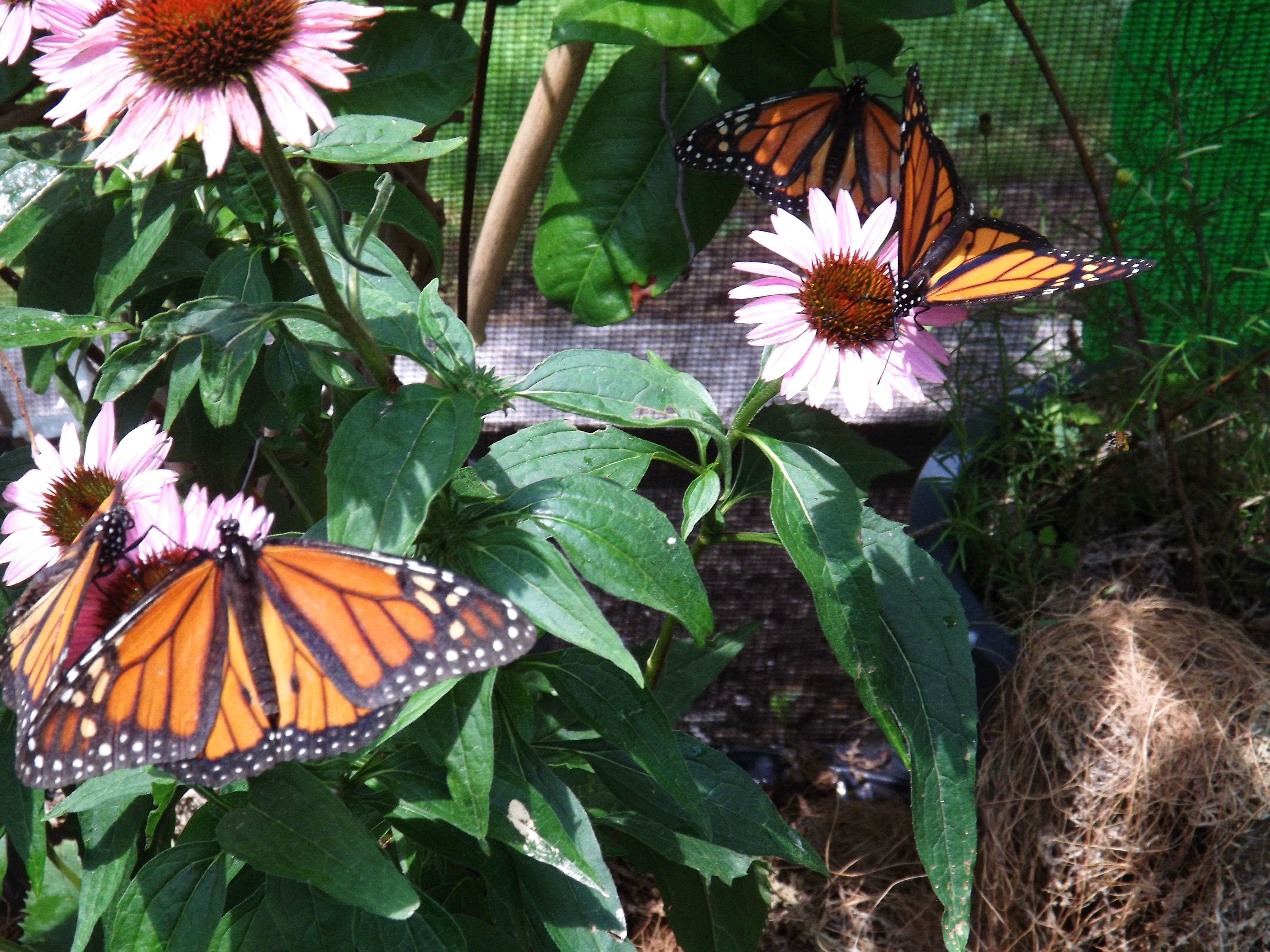 Butterfly Tent Safari Returns to Essex County Environmental Center July ...