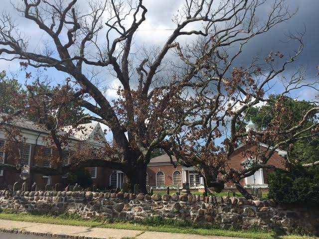 Towering Oak Tree that Has Been Basking Ridge Landmark for Centuries ...