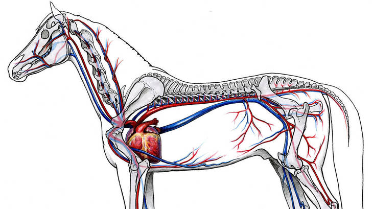 Equine Cardiovascular Presentation & Craft at the Harness Racing Museum ...