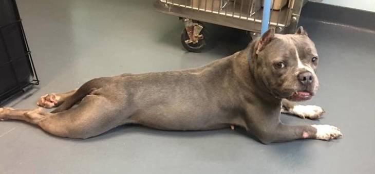 Willow, a Pocket Pittie, is Looking for a Forever Home - Union NJ News ...