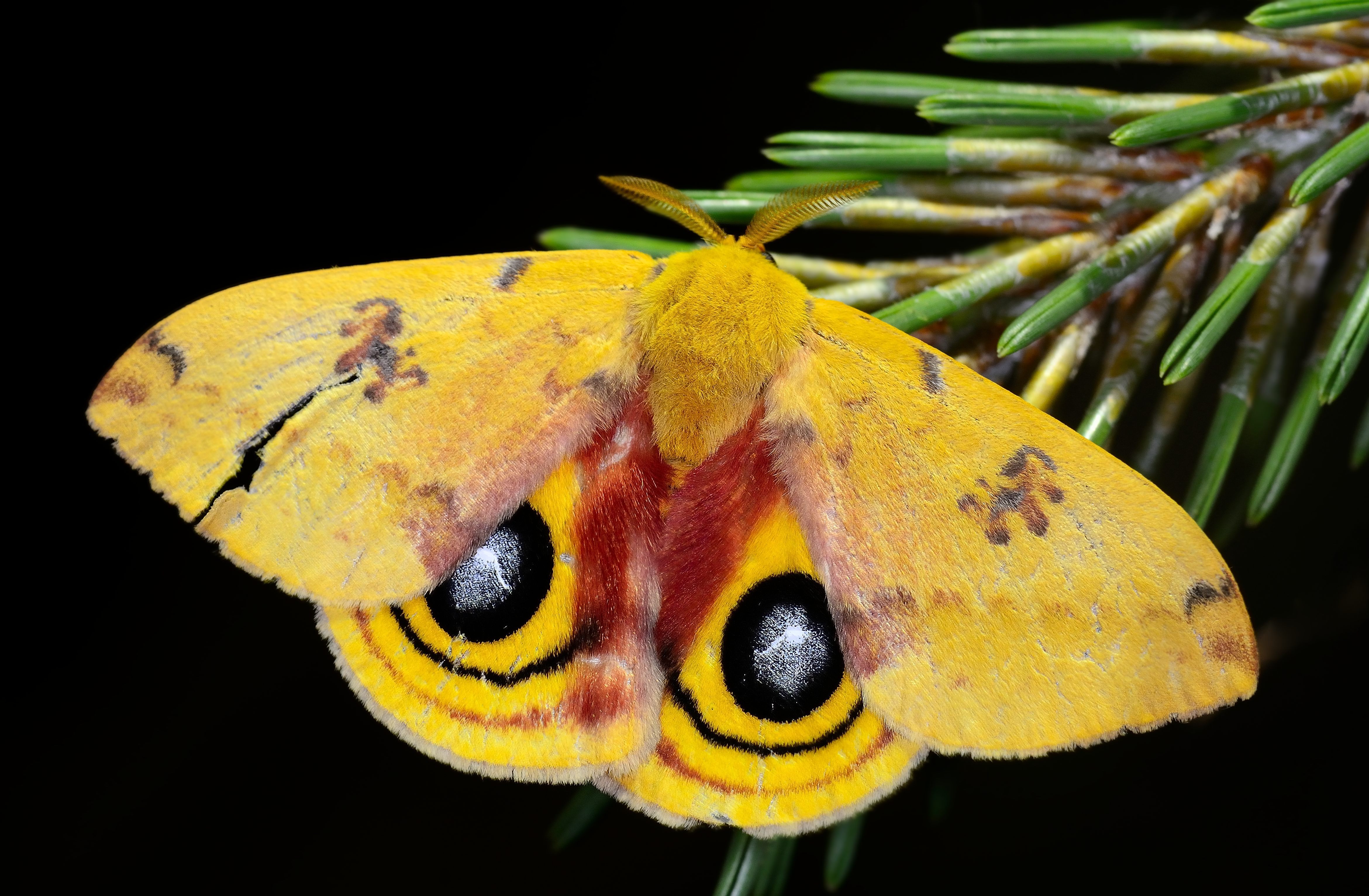 ‘Moth-ers’ on the Hunt - TAPinto