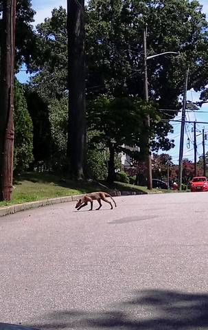 Hasbrouck Heights Officials Working to Trap "Sick" Fox Seen Around Town ...