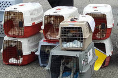100 Dogs to Arrive at Morristown Municipal Airport as Part of the ...