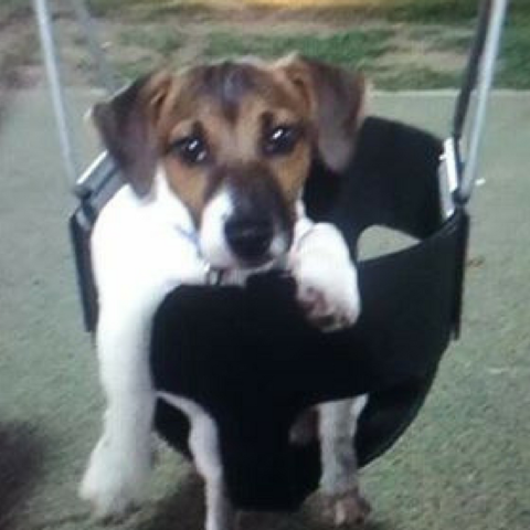 Found! Lost Dog Reunites With Family | TAPinto