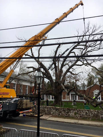 600-Year-Old Landmark Oak Tree Cut Down | TAPinto