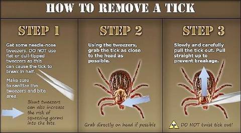 Passaic County Health Department Issues Tick Alert | Paterson, NJ News ...
