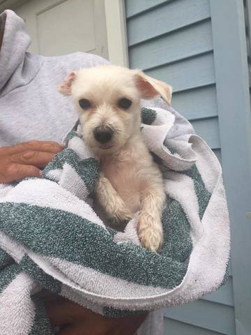 Small Dog Found in Roselle Park Monday | TAPinto