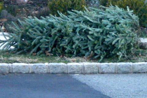 Chatham Christmas Tree Curbside Pickup in the Borough and Township ...