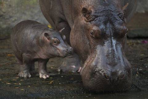 Introducing Augustus – Baby Hippo Born at Disney’s Animal Kingdom is a ...