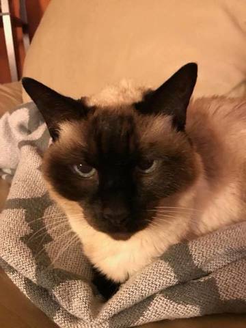 Missing Siamese Cat - FOUND | TAPinto