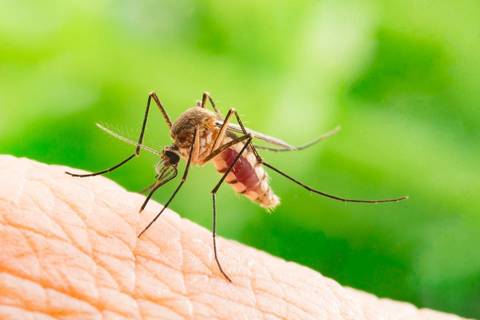 Swatting the Threat: Mosquito Spraying Begins Across Bergen | Paramus ...
